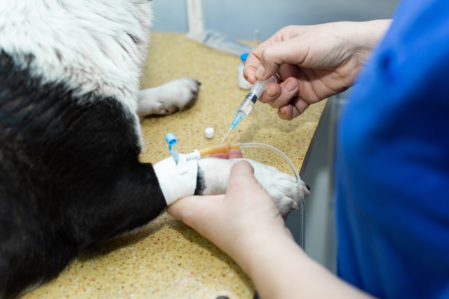 How Safe is Pet Anesthesia for Long Surgeries?